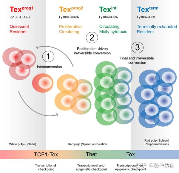 多篇免疫顶刊提炼：T细胞耗竭的确值得深挖 - 知乎