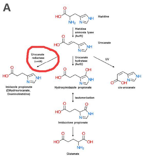 连接肠菌与宿主的桥梁：肠菌代谢物——肠菌功能研究新篇章 - 知乎