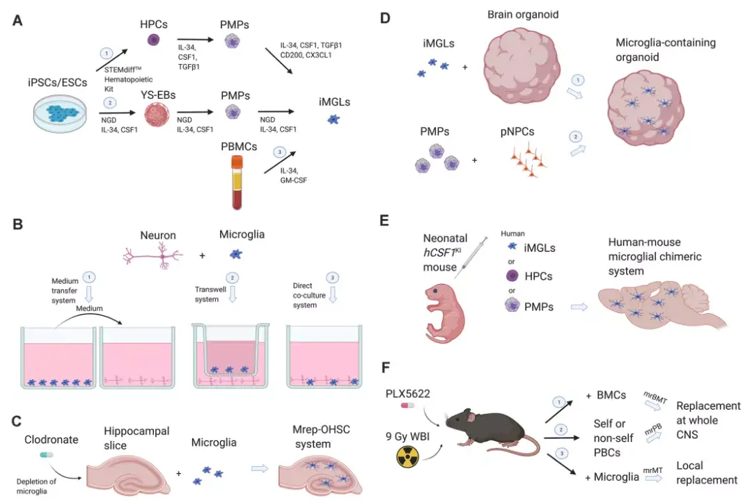 Neurosci Bull综述：崔东红教授总结中枢神经系统中小胶质细胞研究模型及其技术进展 - 知乎