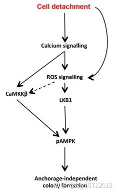 AMPK信号通路（二） - 知乎