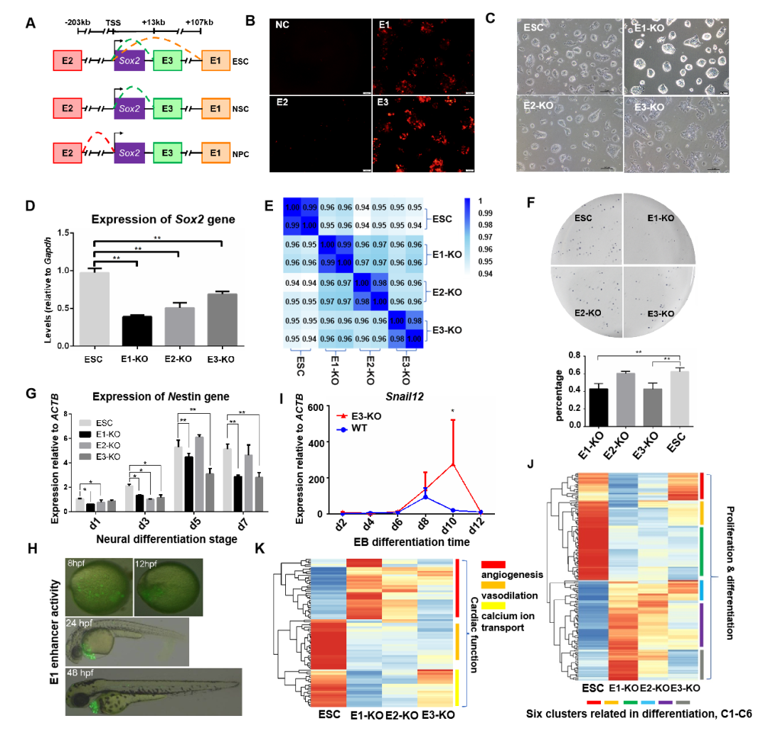 Genes Dis︱张玉波团队揭示小鼠胚胎干细胞中SOX2远距离基因-增强子互作模式 - 知乎