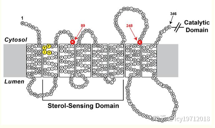 胆固醇合成代谢的调控 - 知乎