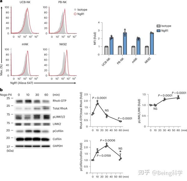 发现 | 新型NK细胞抑制受体NgR1，可破坏免疫突触稳定性！ - 知乎