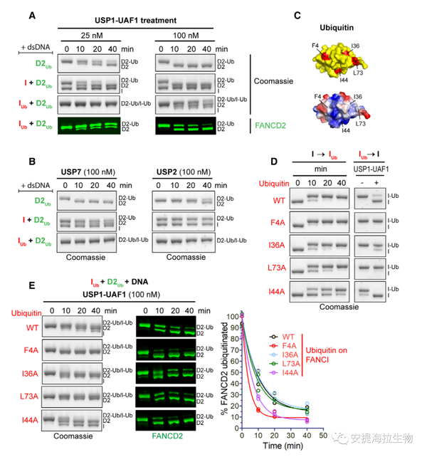 FANCI和FANCD2不同的泛素化功能使ID2-DNA稳定结合 - 知乎