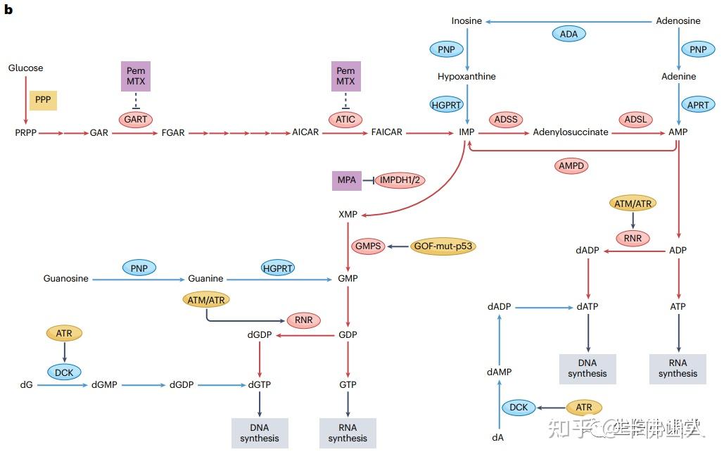 最新70分综述描绘核苷酸代谢在肿瘤中的重要性，一篇高分综述就可以带起一波生信热点！ - 知乎