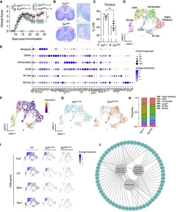 Cell：小胶质细胞导致阿尔茨海默Aβ沉积加剧、认知缺陷的新机制 - 知乎