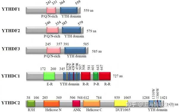 RNA m6A甲基化综述 - 知乎
