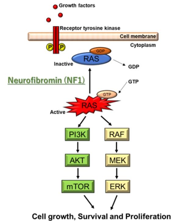 基因解“遗” || 神经纤维瘤病概述（上） - 知乎
