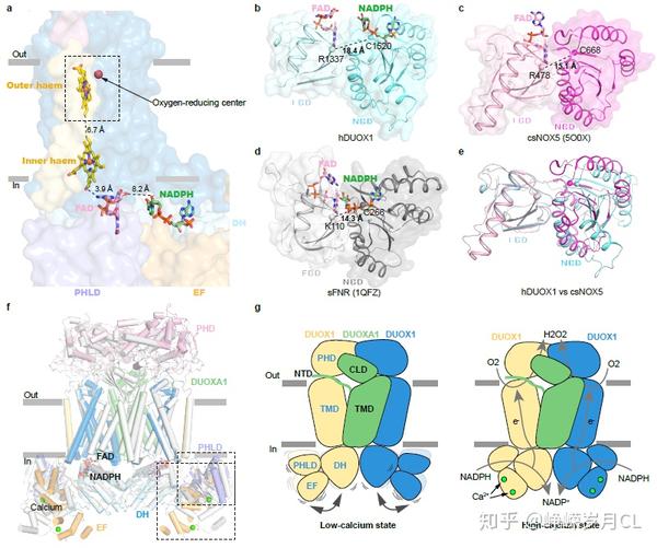 人源DUOX1复合体的高分辨率结构 - 知乎