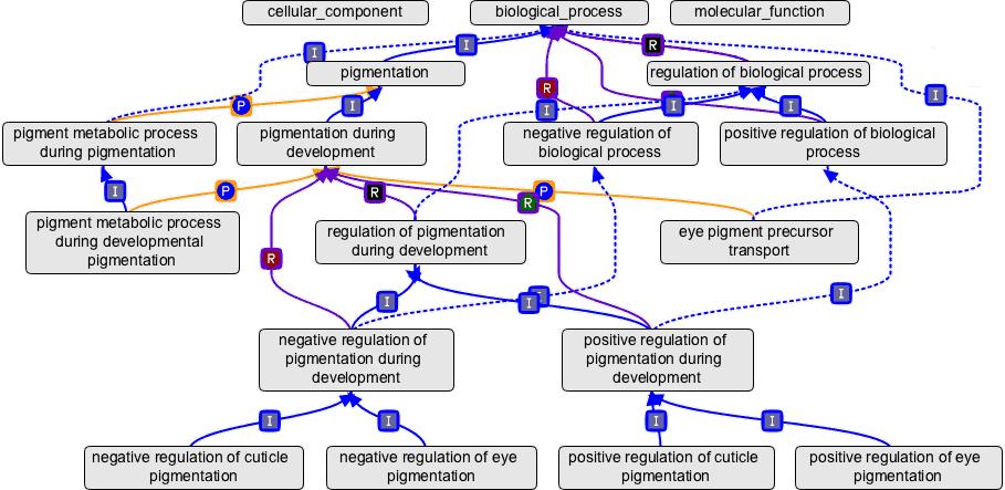Gene Ontology 数据库介绍（part I） - 知乎