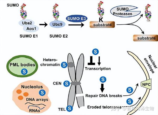 【精品综述】蛋白质SUMO化修饰 - 知乎