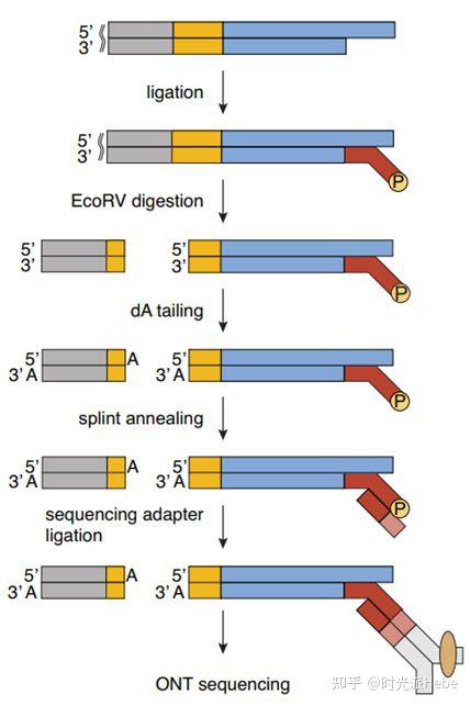 母亲的染色体端粒长度只有父亲的37%？端粒生理时钟迎来重大突破 - 知乎