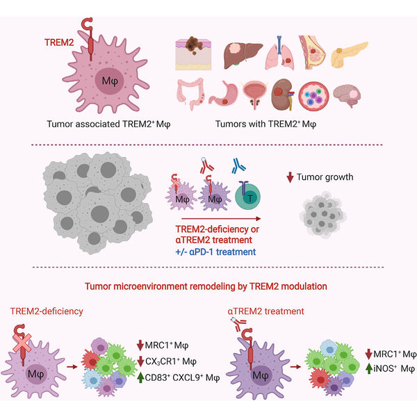 明星靶点TREM2，阿尔兹海默症和癌症治疗的新希望 - 知乎
