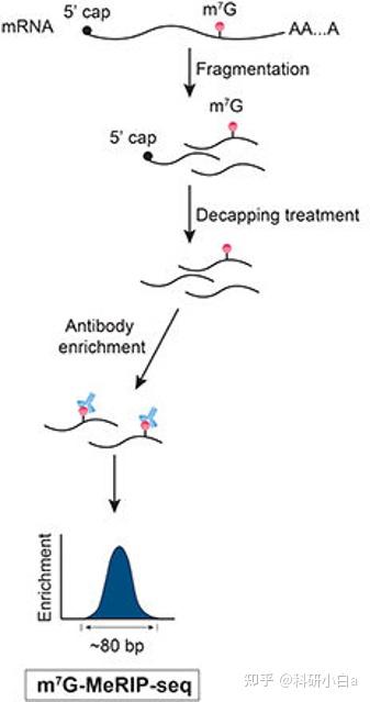易基因|RNA m7G甲基化测序（m7G-MeRIP-seq） - 知乎