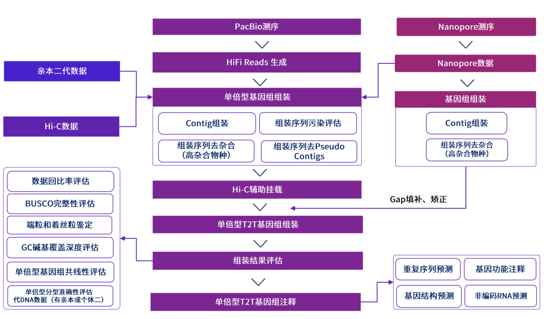 T2T基因组新突破：从小基因组到大基因组的跨越 - 知乎