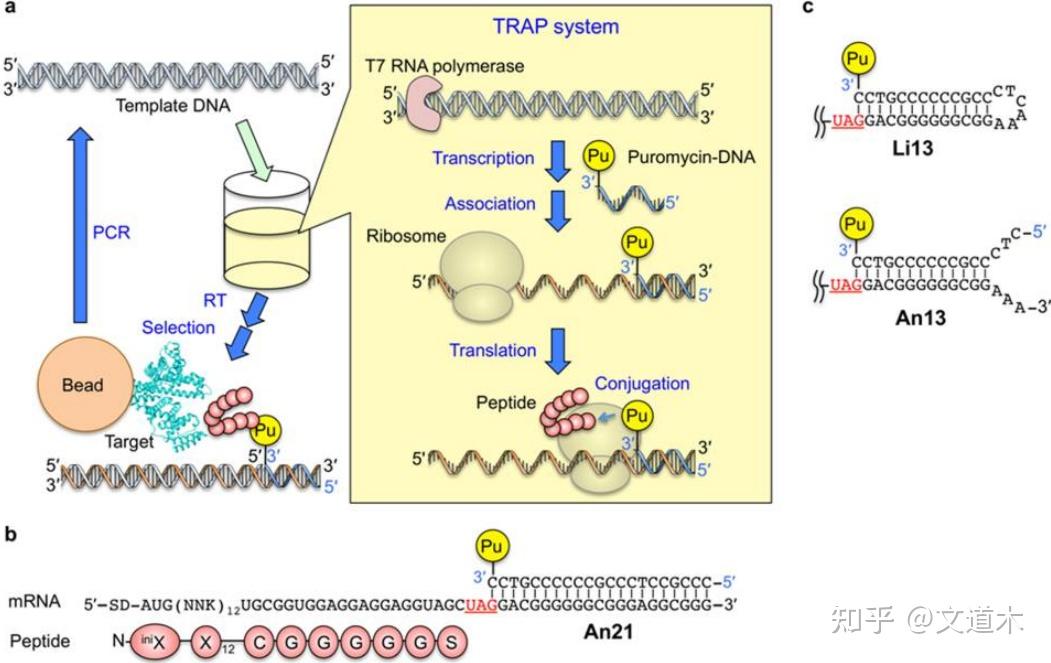 mRNA展示技术之改进 - 知乎