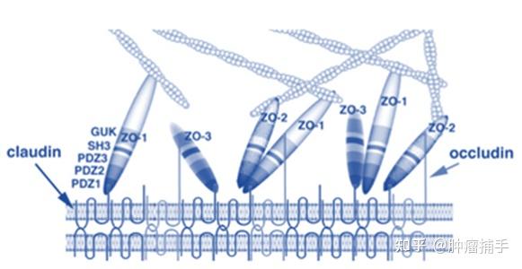 CLDN18.2的前世今生[2] ——CLDN的发现 - 知乎