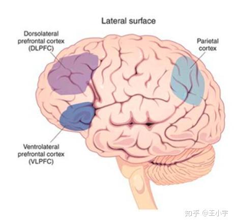Prefrontal Cortex (gyrus)细致划分 - 知乎