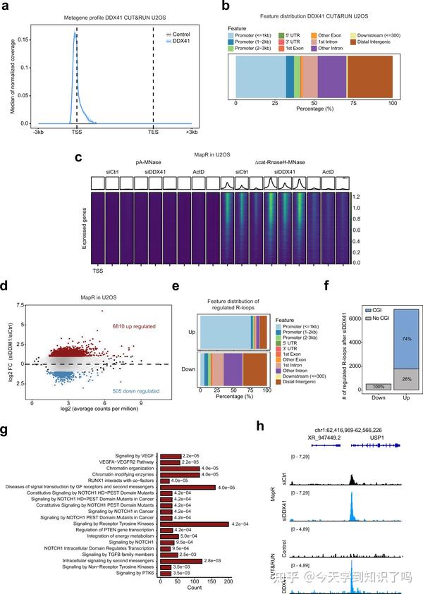 R-loop邻近蛋白质组学鉴定出DDX41在转录相关基因组不稳定性中的作用 - 知乎