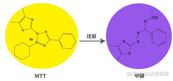 MTT、CCK8、EdU…那么多细胞增殖检测方法怎么选？！ - 知乎