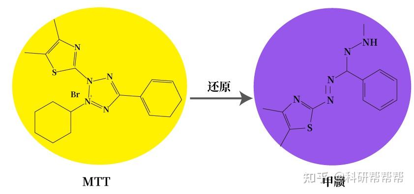 MTT、CCK8、EdU…那么多细胞增殖检测方法怎么选？！ - 知乎
