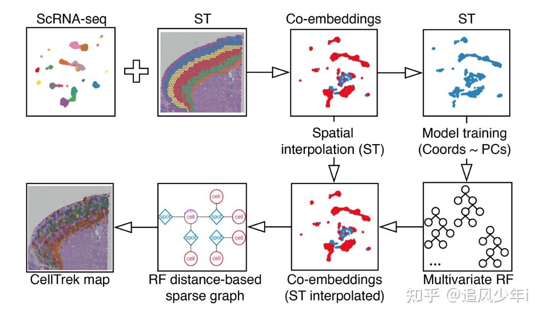 10X单细胞空间联合分析之十一（CellTrek） - 知乎