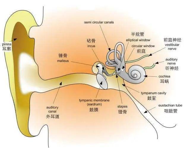 听觉系统的奥秘——用耳朵听时间 - 知乎