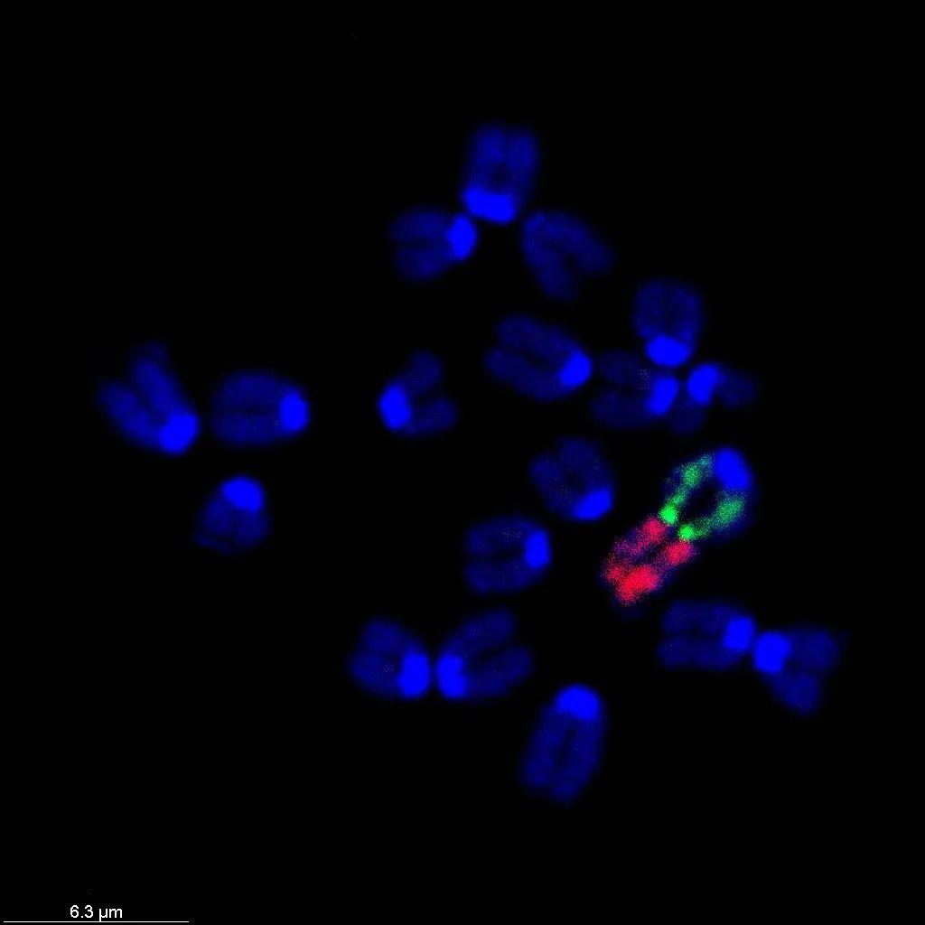 《科学》重磅：中科院团队创造世界首个“染色体融合”小鼠 - 知乎