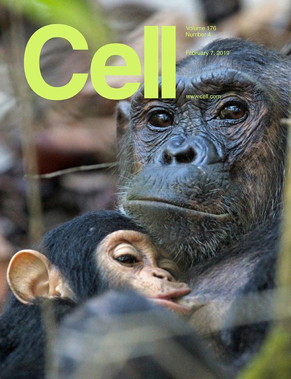 科学与艺术的结合！《CELL》100+张期刊封面鉴赏｜2019年篇 - 知乎