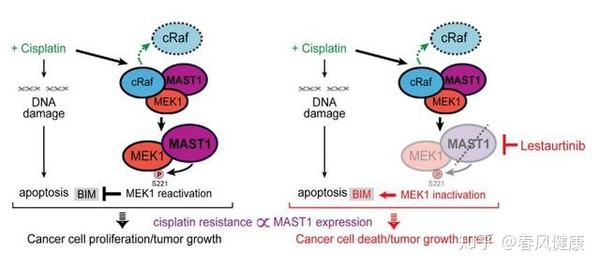 在研新药Lestaurtinib，有望抑制化疗药顺铂的耐药 - 知乎
