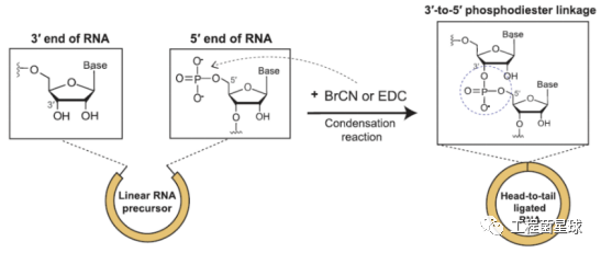 【耀文解读】一文读懂|不同IVT RNA(mRNA, saRNA, circRNA)的差异 - 知乎