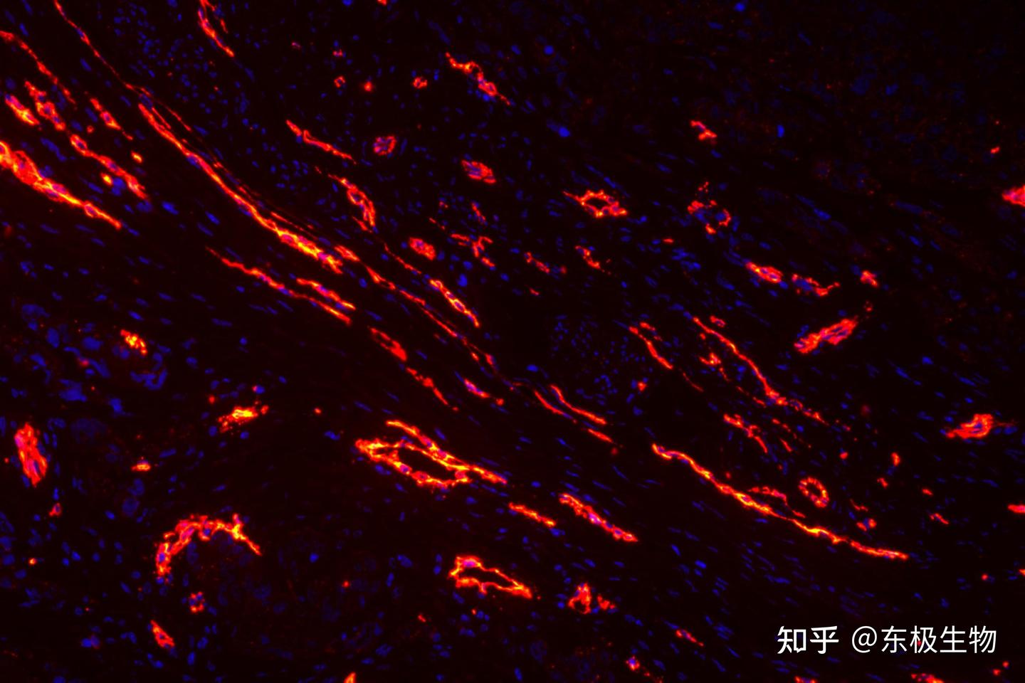 DAPI染色的原理及步骤方法 - 知乎