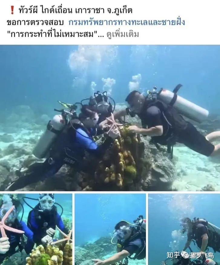 中国游客在泰国普吉岛潜水抓海洋生物拍照事件,旅游公司紧急致歉 知乎