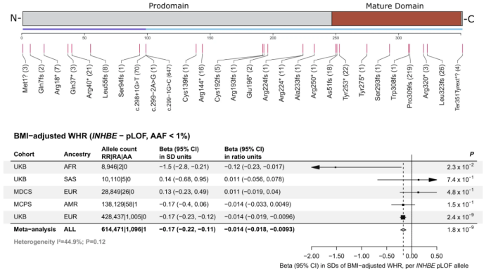 INHBE：减脂界冉冉升起的新星 - 知乎