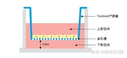 一文了解Transwell迁移/侵袭 - 知乎