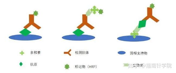 ELISA 从原理到操作步骤全套详解 - 知乎