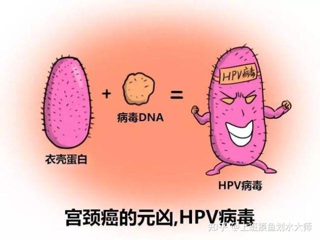 Hpv是什么病 知乎