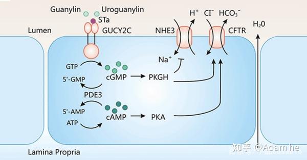 GUCY2C靶点介绍及临床应用 - 知乎