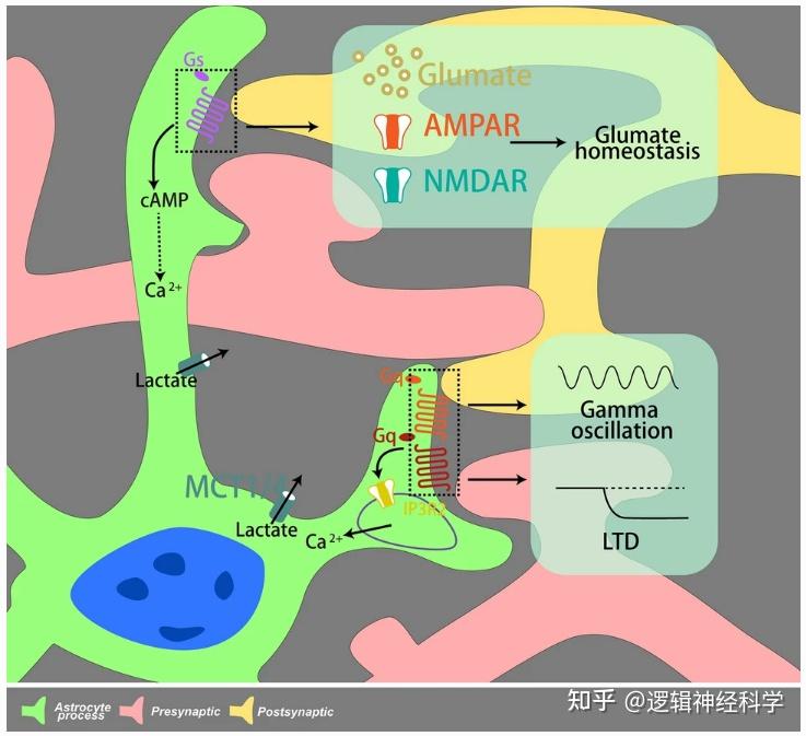 Neurosci Bull 综述︱南方医科大学高天明院士团队评述星形胶质细胞在记忆中的作用 - 知乎