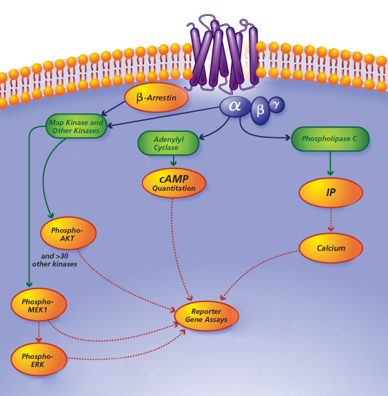 比较G蛋白耦联受体介导的几种信号通路之间的异同？ - 知乎