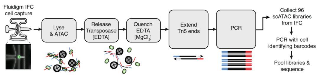 一文读懂表观遗传学研究利器——ATAC-seq技术及应用丨深度长文 - 知乎