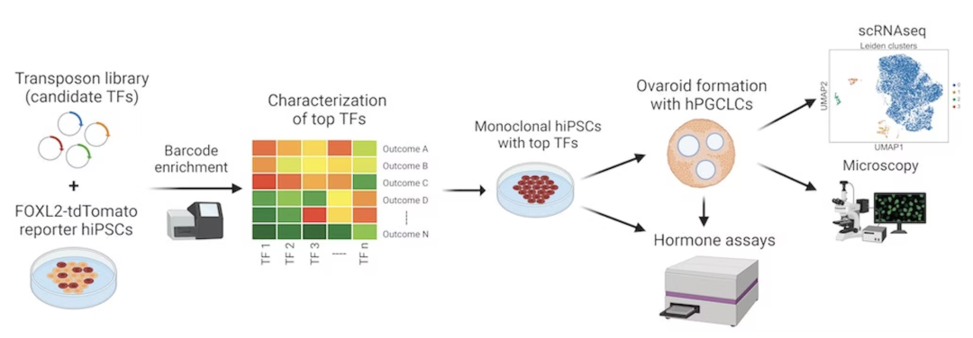 诱导性多能干细胞背后的秘密推手—Vitronectin蛋白 - 知乎