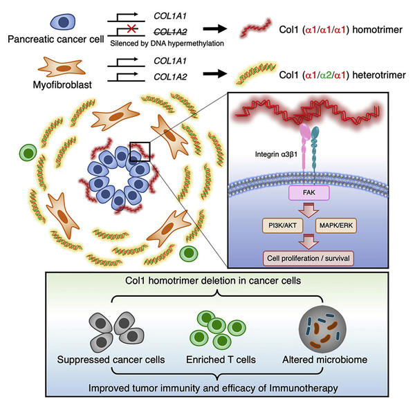 Cancer Cell | 癌细胞胶原蛋白可能代表独特的治疗靶点 - 知乎