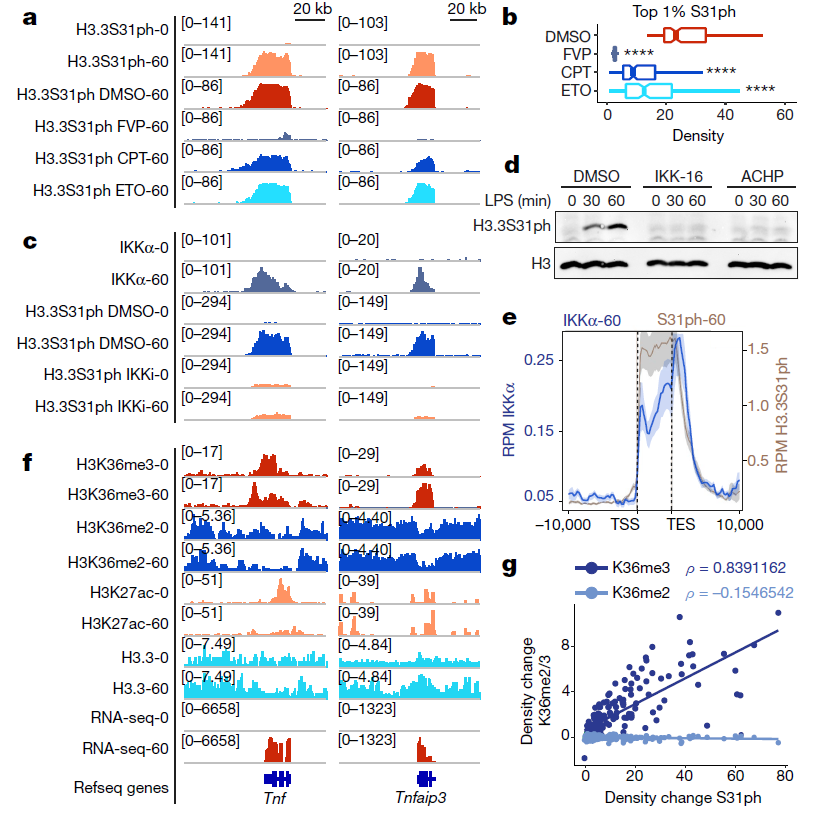 Nature 蛋白组学研究|清华大学李海涛组联合揭示组蛋白H3.3可增强刺激诱导型转录 - 知乎