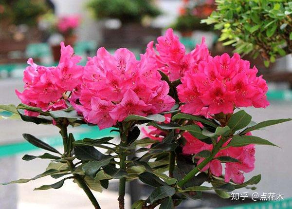 杜鹃花花期养护技巧 - 知乎