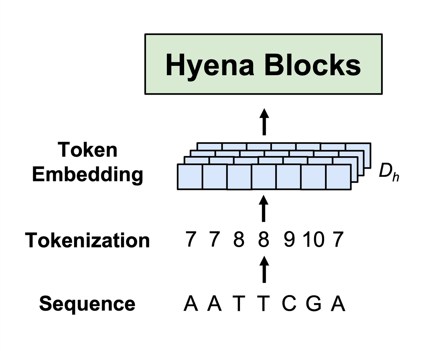 (九) HyenaDNA 技术解读 | 基于 Hyena 架构的超长 DNA 序列预训练模型 - 知乎