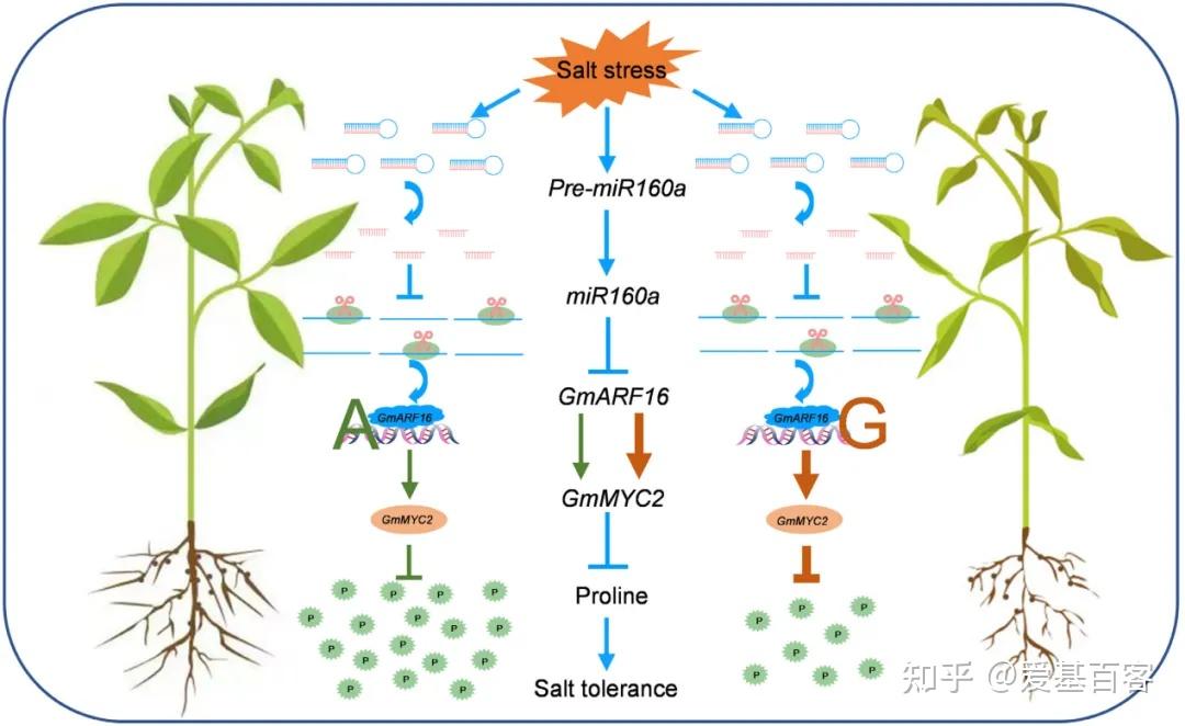 New Phytol | 植物miRNA-转录因子-靶基因模块调控网络如何构建 - 知乎