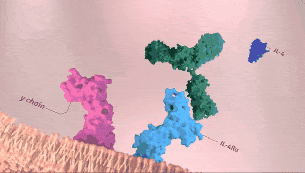 如何记住所有FDA已上市生物药？| 白介素-4/13（IL-4/13）拮抗剂 | 达必妥®度普利尤单抗 | 治疗特应性皮炎等 - 知乎