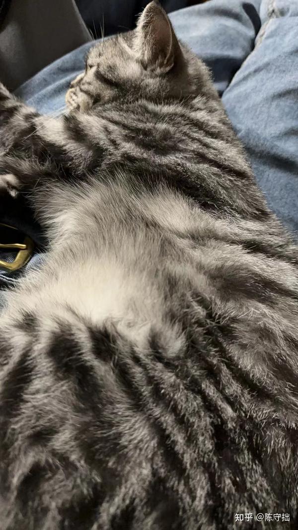 双十一如何挑猫粮-一起学会看猫粮成分表 - 知乎