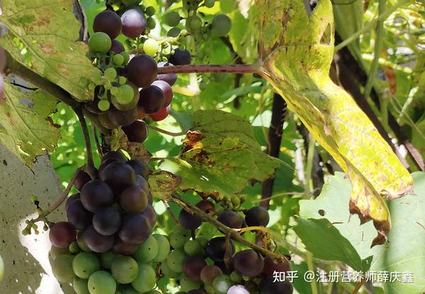 自制葡萄酒可能很危险!关于葡萄酒的这些事,你知道多少? 知乎